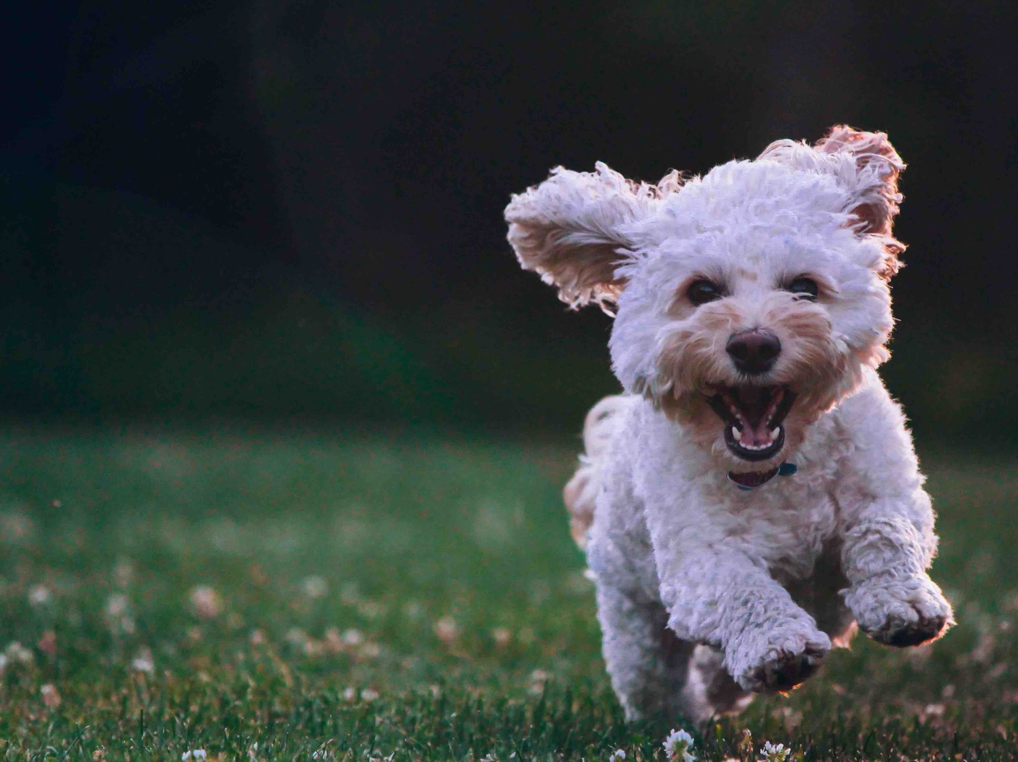 Top 3 tips for better communication with your dog