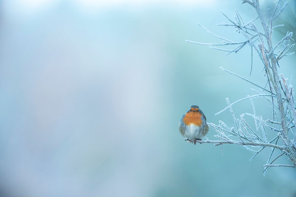 How to put on a festive feast for birds